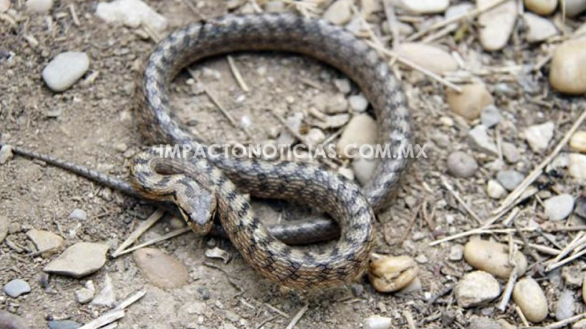Serpiente ataca a joven en San Francisco de Conchos; lo trasladan al ...