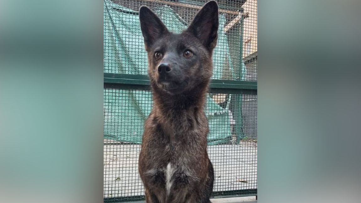 Descubren primer híbrido de zorro y perro en Sudamérica ...