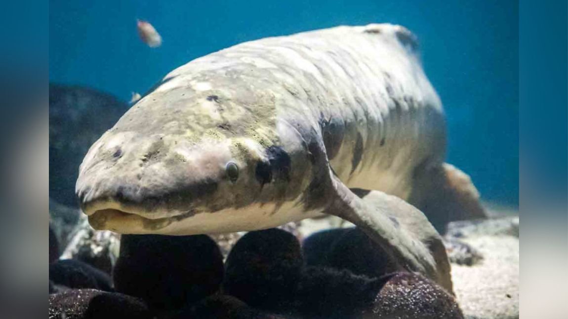 Conoce a Matusalén, el pez que más tiempo ha vivido en cautiverio ...