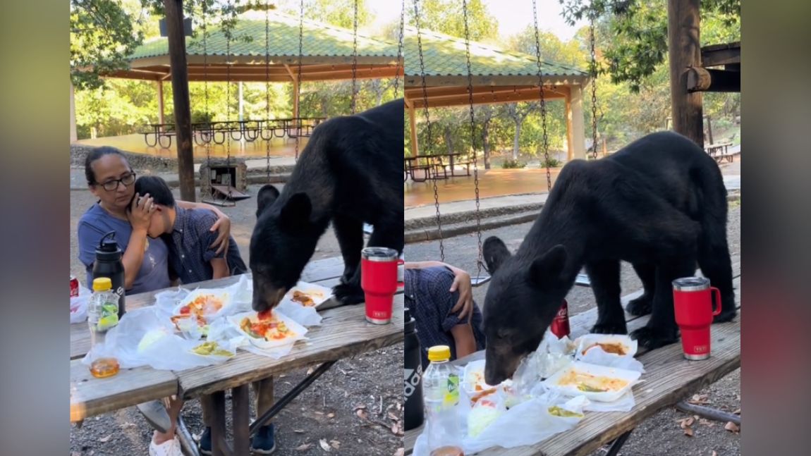 Arrasa oso las enchiladas y los taquitos de familia en Parque Chipinque ...