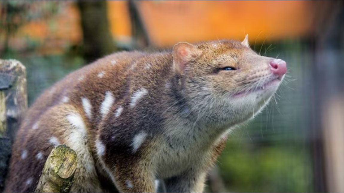 Aparece en Australia animal que se creía extinto | ImpactoNoticias.com.mx