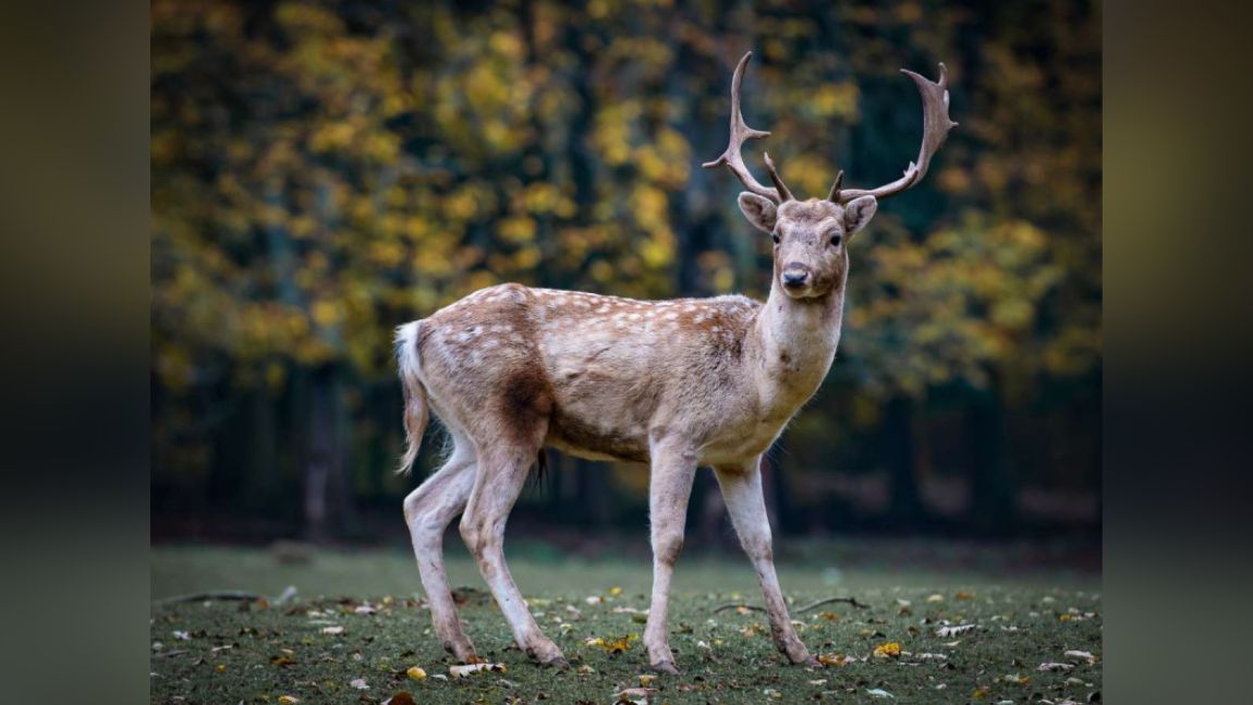 ¿Se acerca el apocalipsis zombie? Advierten de virus que convierte a ...
