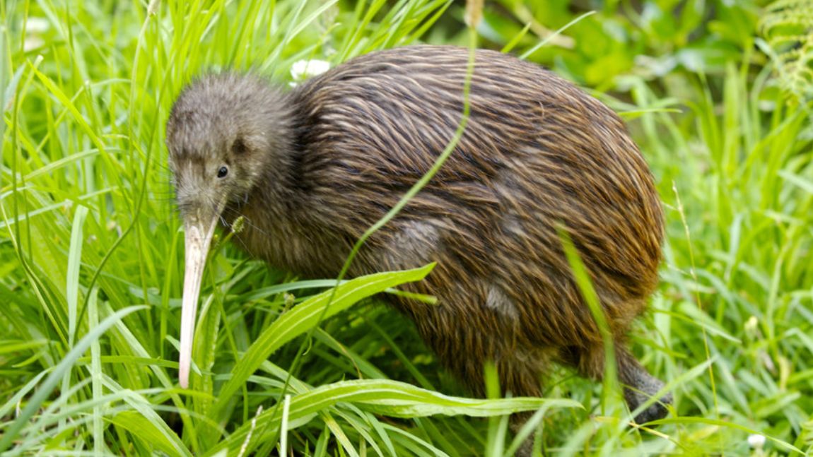 Nacen Pájaros Kiwi En Nueva Zelanda Por Primera Vez En 150 Años