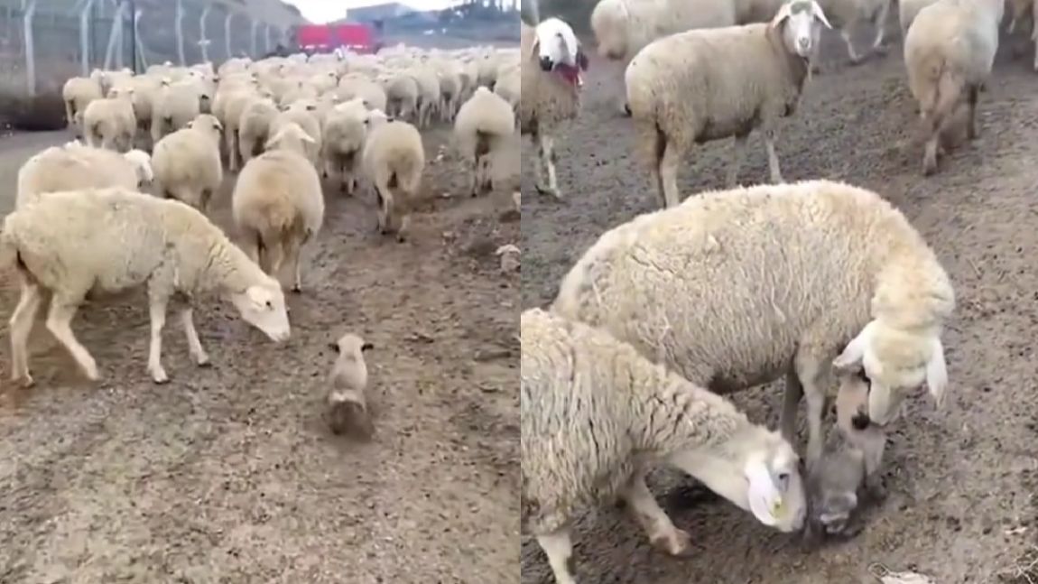 ¡Su primera chamba! Cachorro debuta como perro pastor | ImpactoNoticias ...