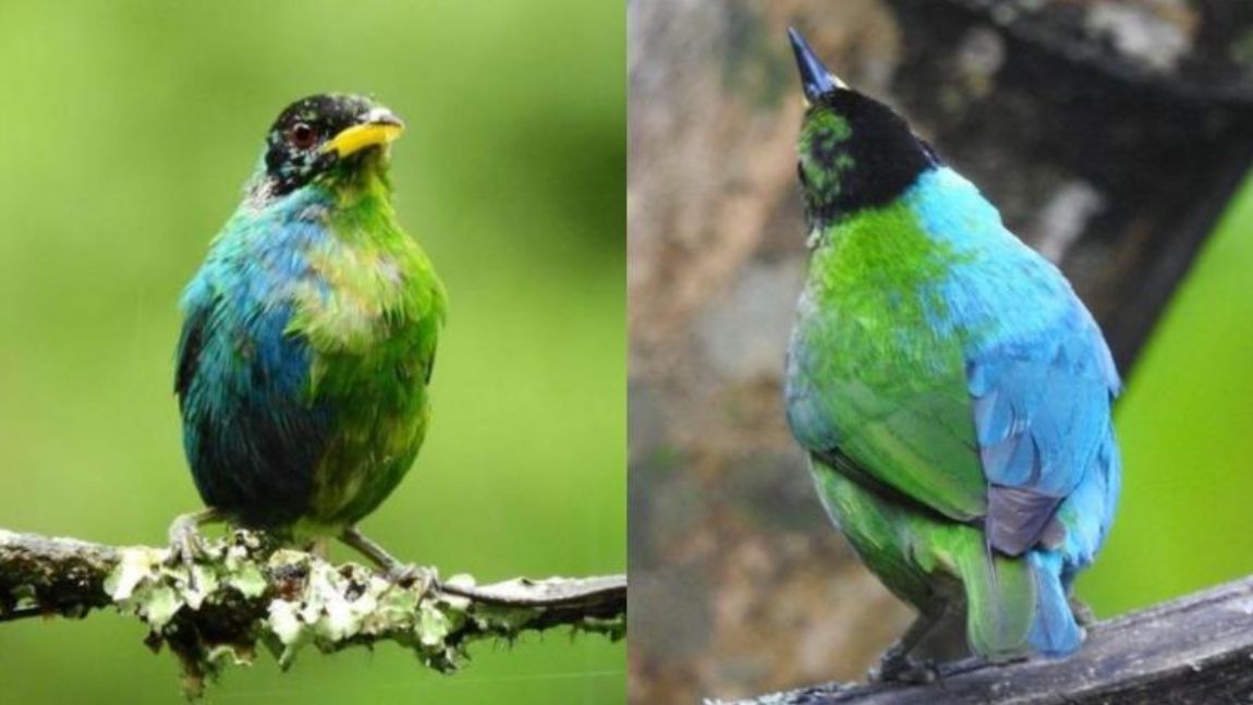 Descubren científicos a extraña ave con plumaje mitad macho y mitad ...