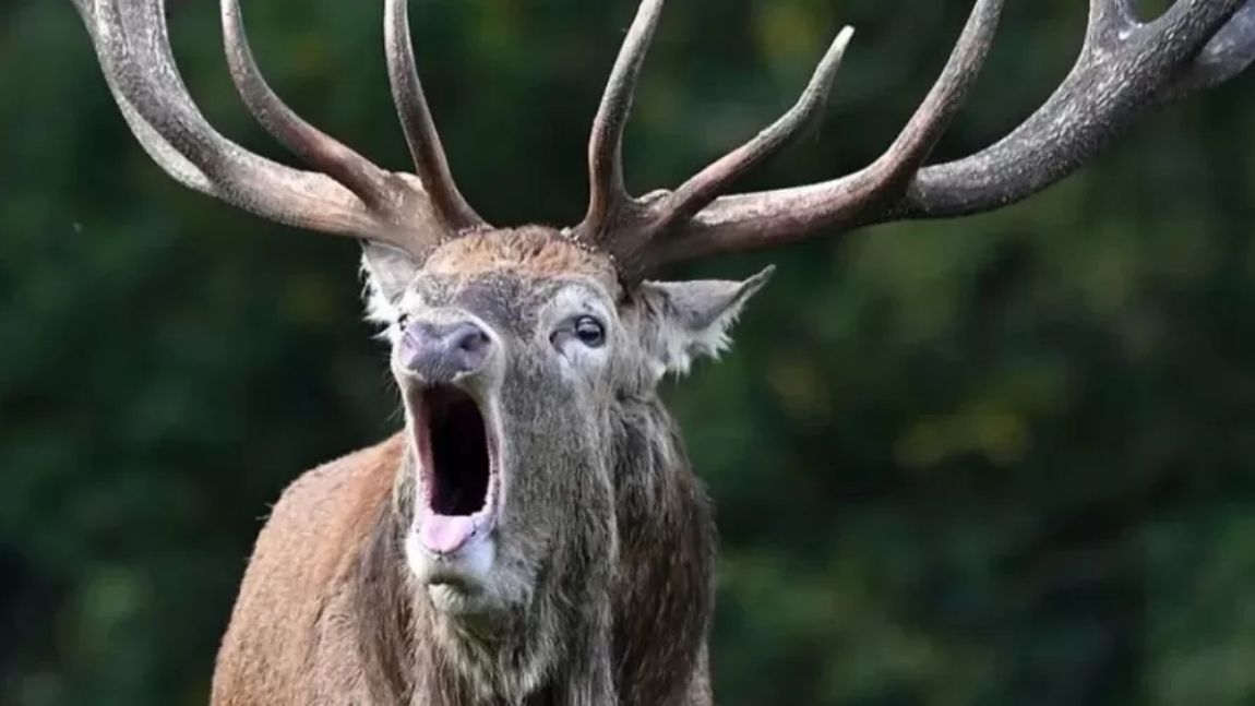 Científicos temen que "enfermedad del venado zombie" evolucione para ...