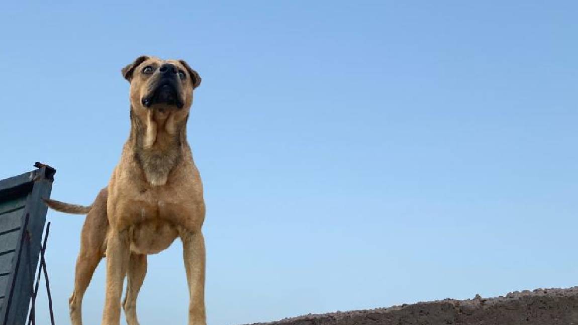 Podrían multarte o quitarte tu perro si lo dejas en la azotea ...