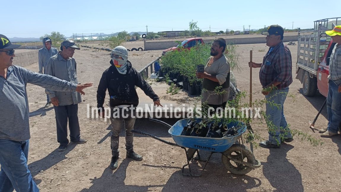 Llegarían 9 mil plantas para reforestar Camargo por Grupo México; suman ...