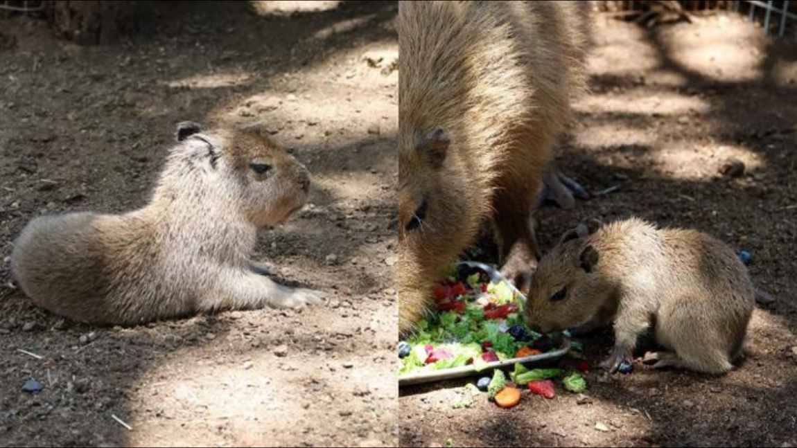 Nace capibara en Bioparque Estrella en Monterrey | ImpactoNoticias.com.mx