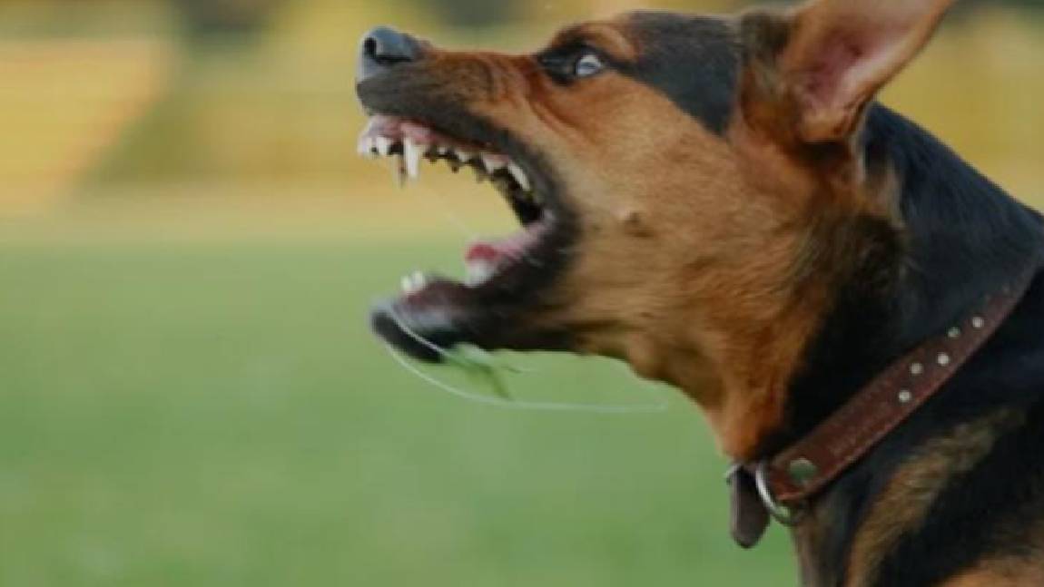 Muere de un infarto en su casa y su propio perro le devora el rostro ...