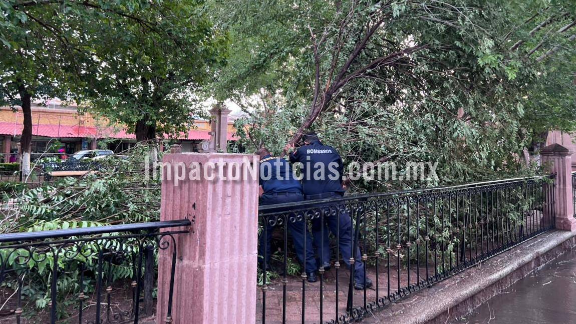 Fuerte viento y lluvia derriban árbol en plaza del Centro de Camargo ...